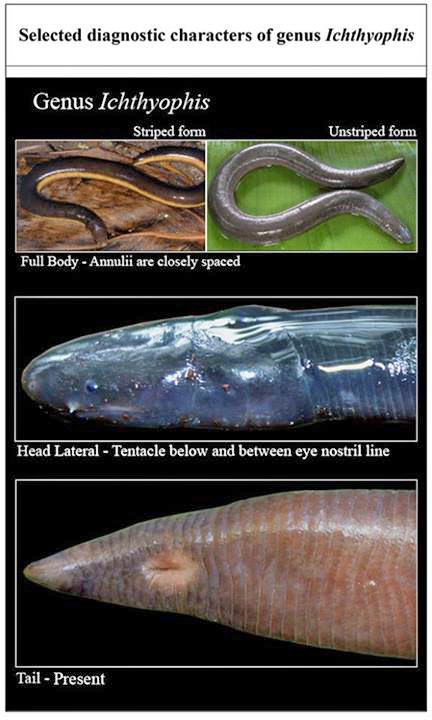 Caecilians of India