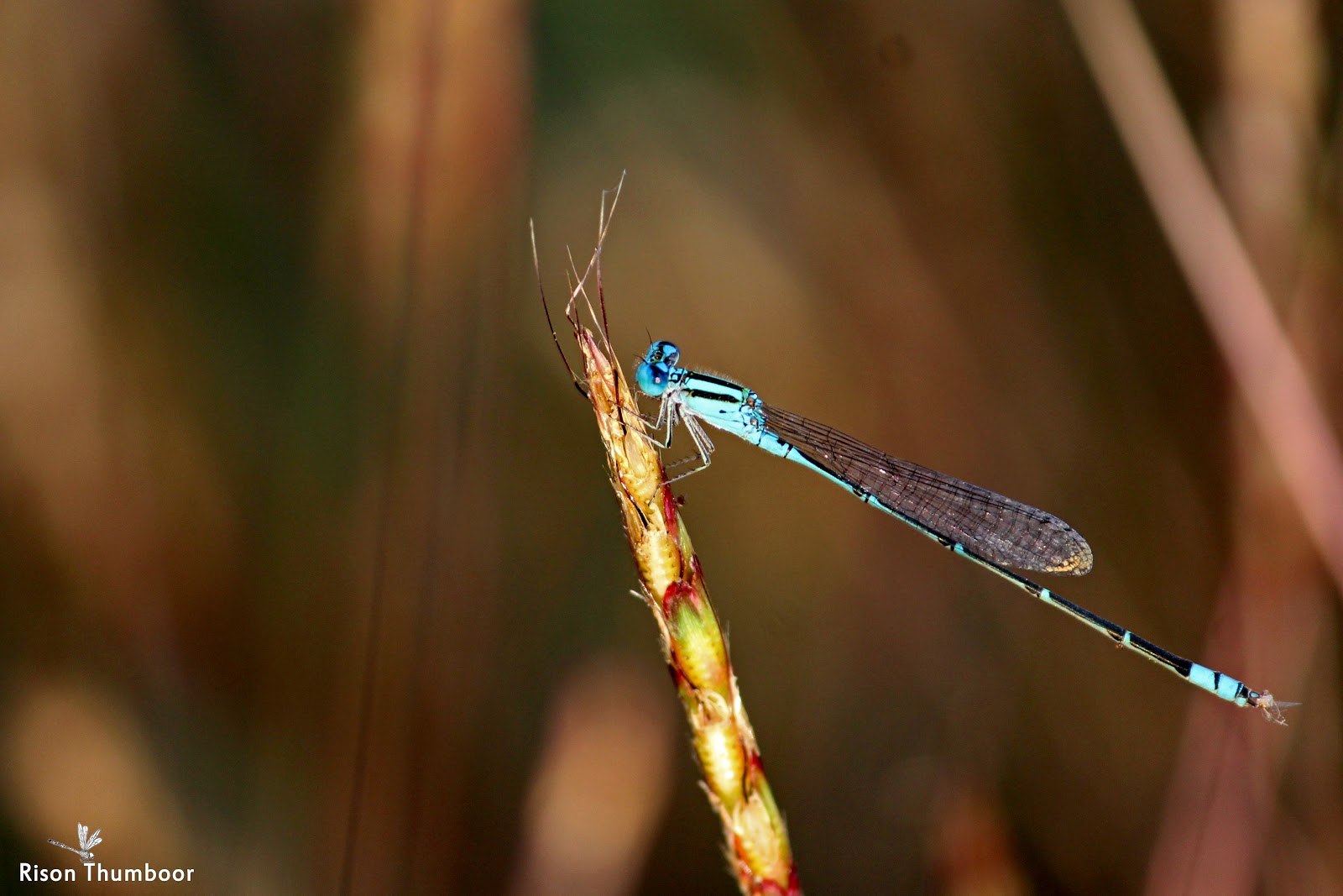 Dragonflies and Damselflies Of Kerala: Blue Sprite / Blue River Damsel ...