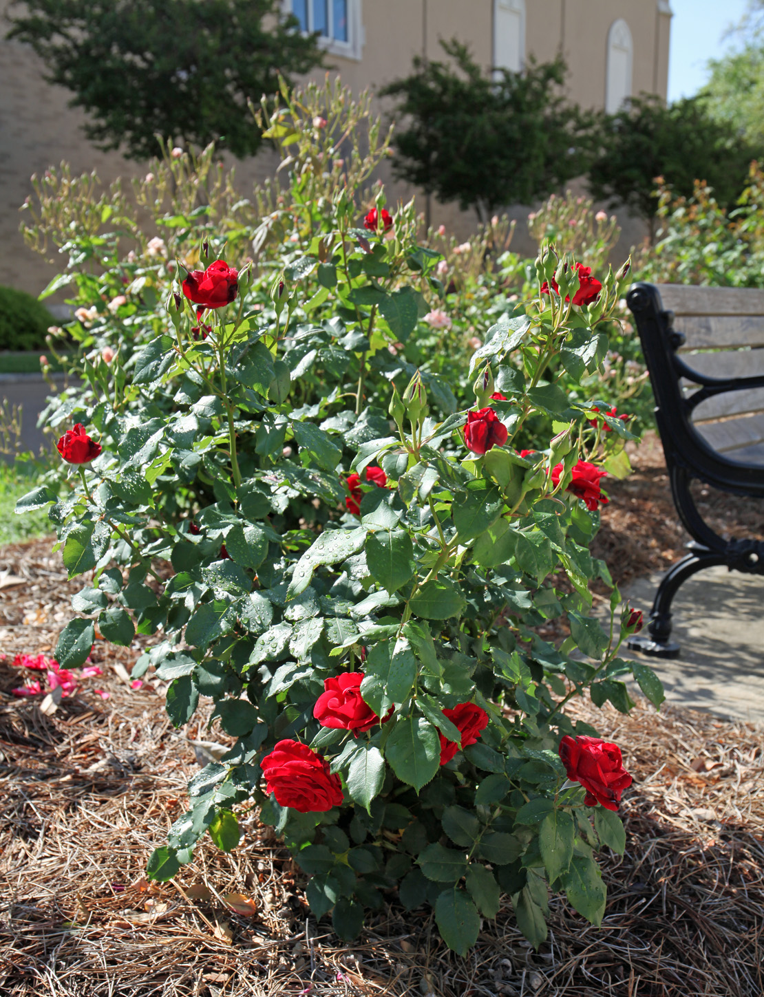 Best Roses To Grow In Oklahoma at Carmella Vanzant blog