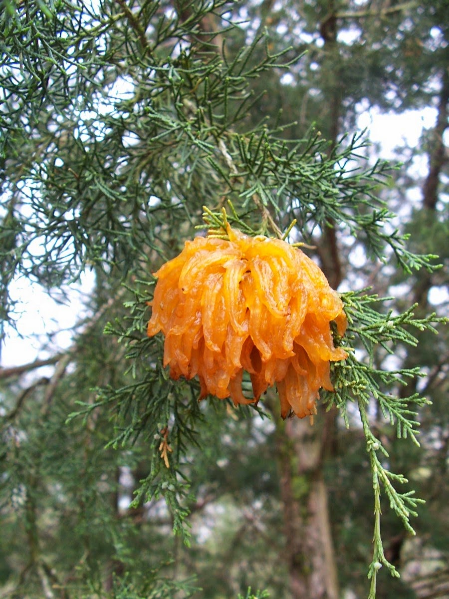 Krazo Acres: Cedar Apple Rust