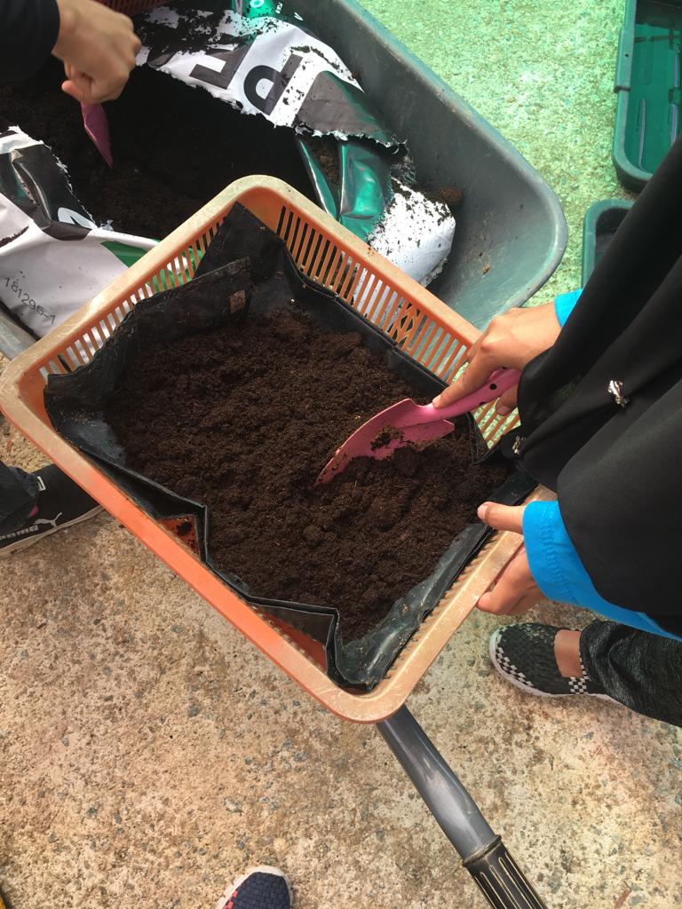 PEMBIAKAN VEGETATIF (BEBAWANG/BULBS) & CANTUMAN BAJI