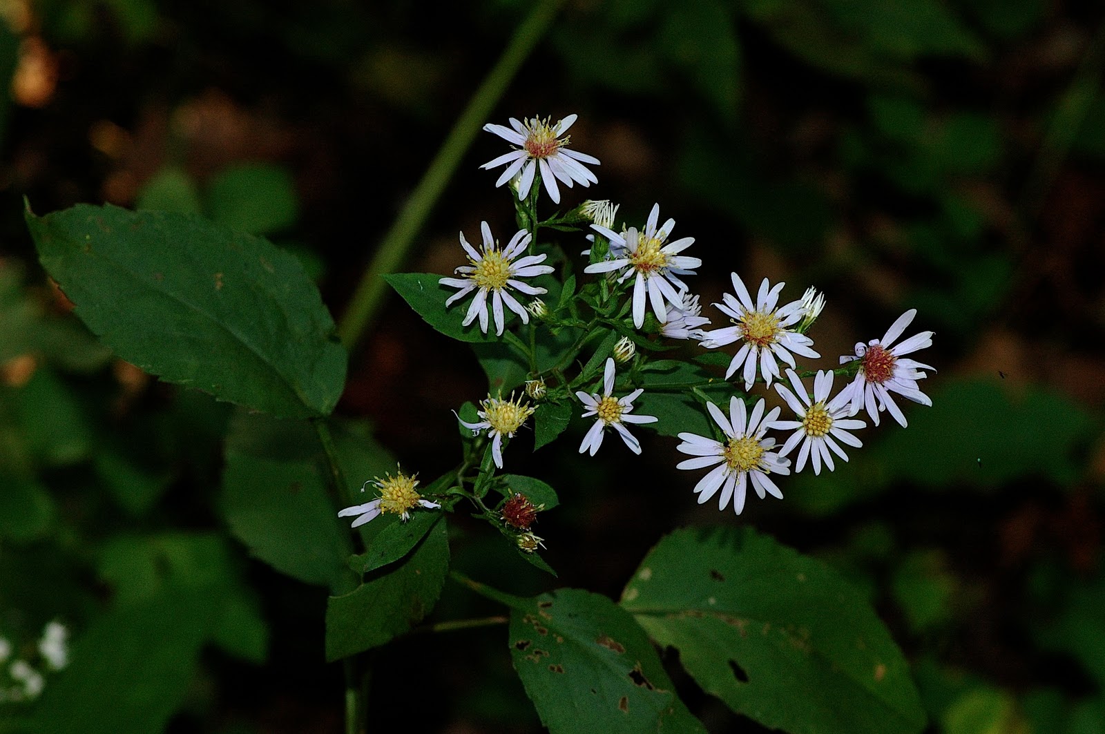 Field Biology in Southeastern Ohio: Some Ohio Asters
