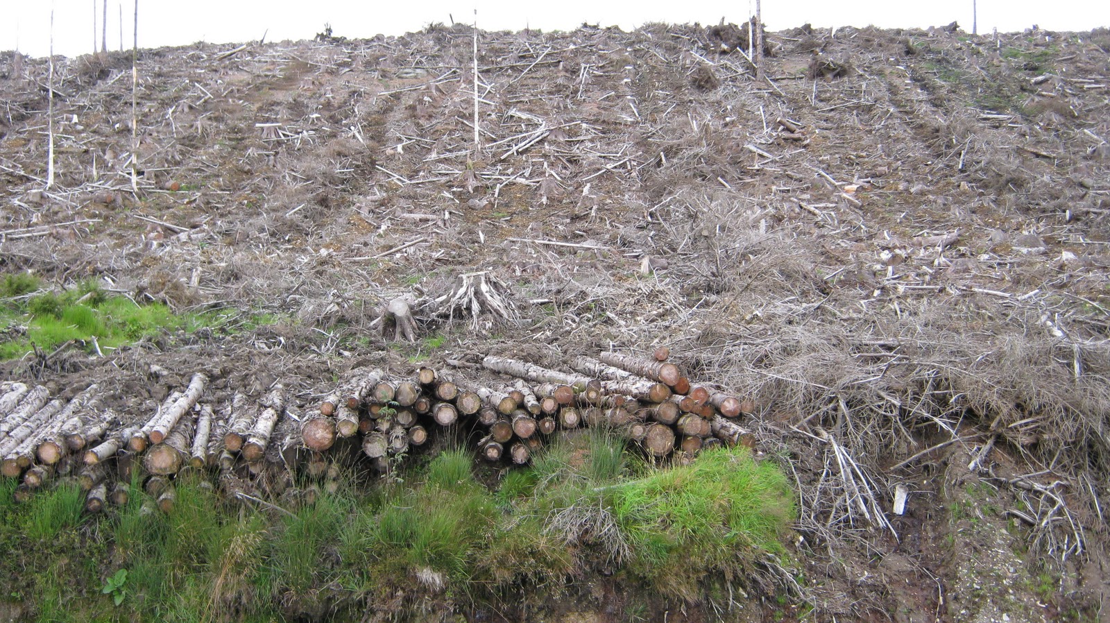 Forestry Policy: Hindsight, Forethought, Foresight: Clearfelling in Wales