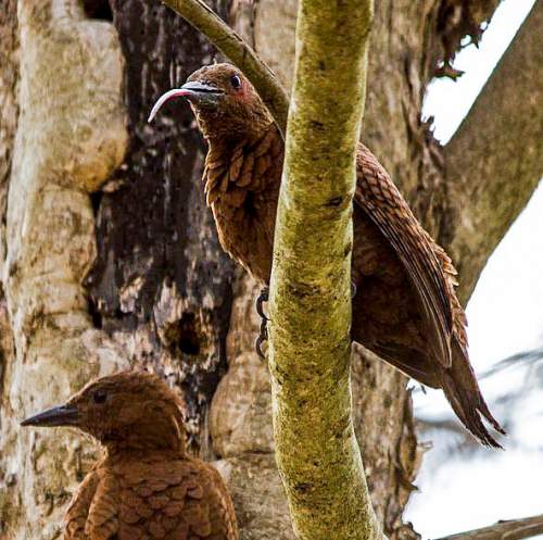 Rufous woodpecker photos | Birds of India | Bird World