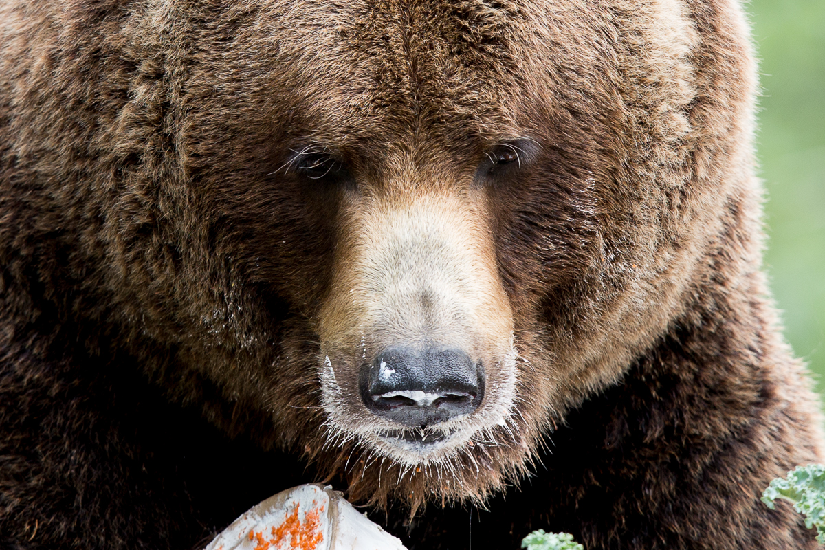Bear Affair teaches bear smarts in the Northwest