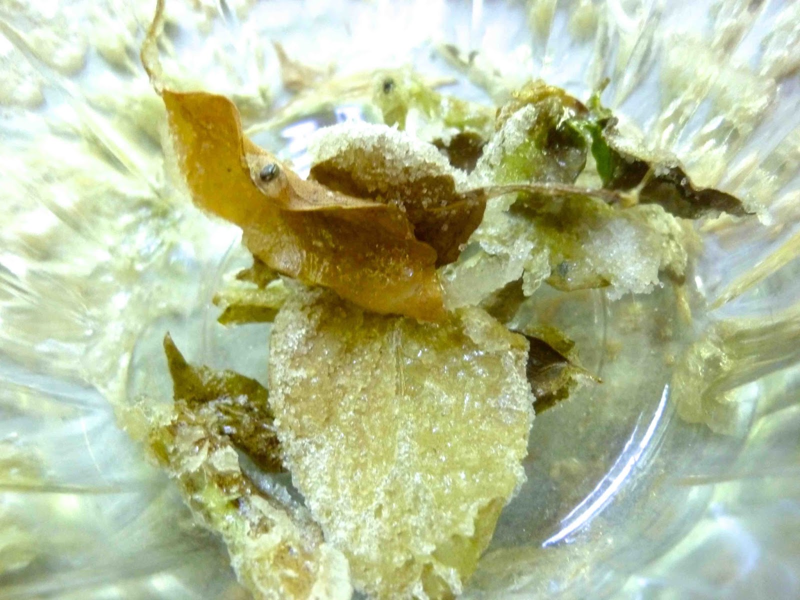 Apricot Curd Chocolate Tart with Candied Lime Basil – Diary of a Mad ...