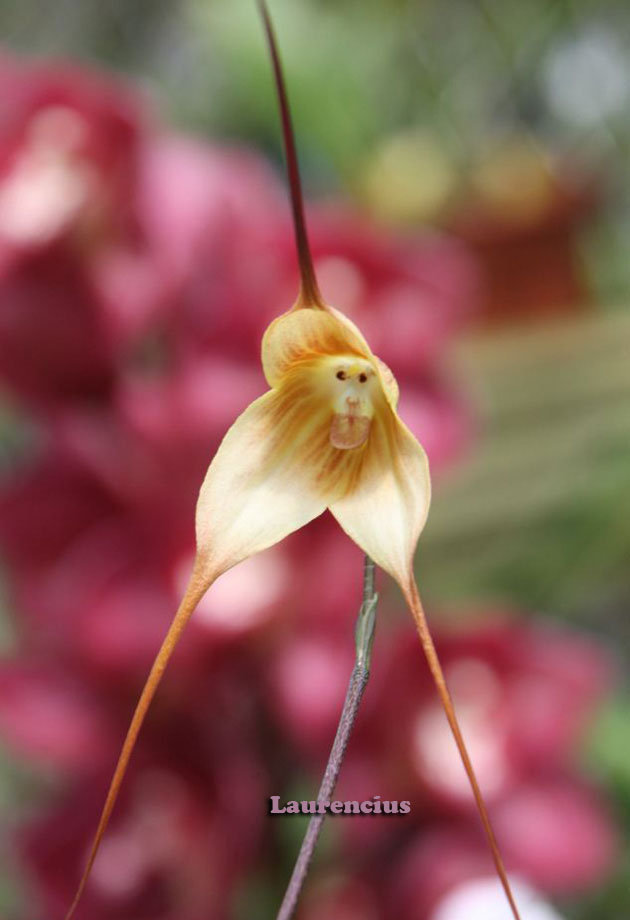 Foto Bunga Unik Dracula Simia, Anggrek Monyet dari Ekuador - Laurencius