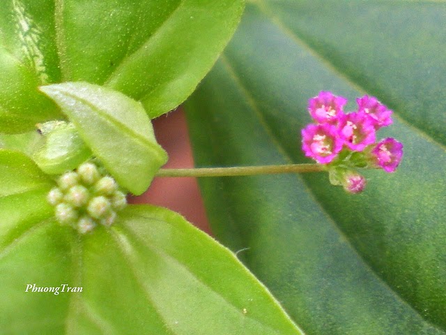 Pega-pinto - Boerhavia diffusa L.