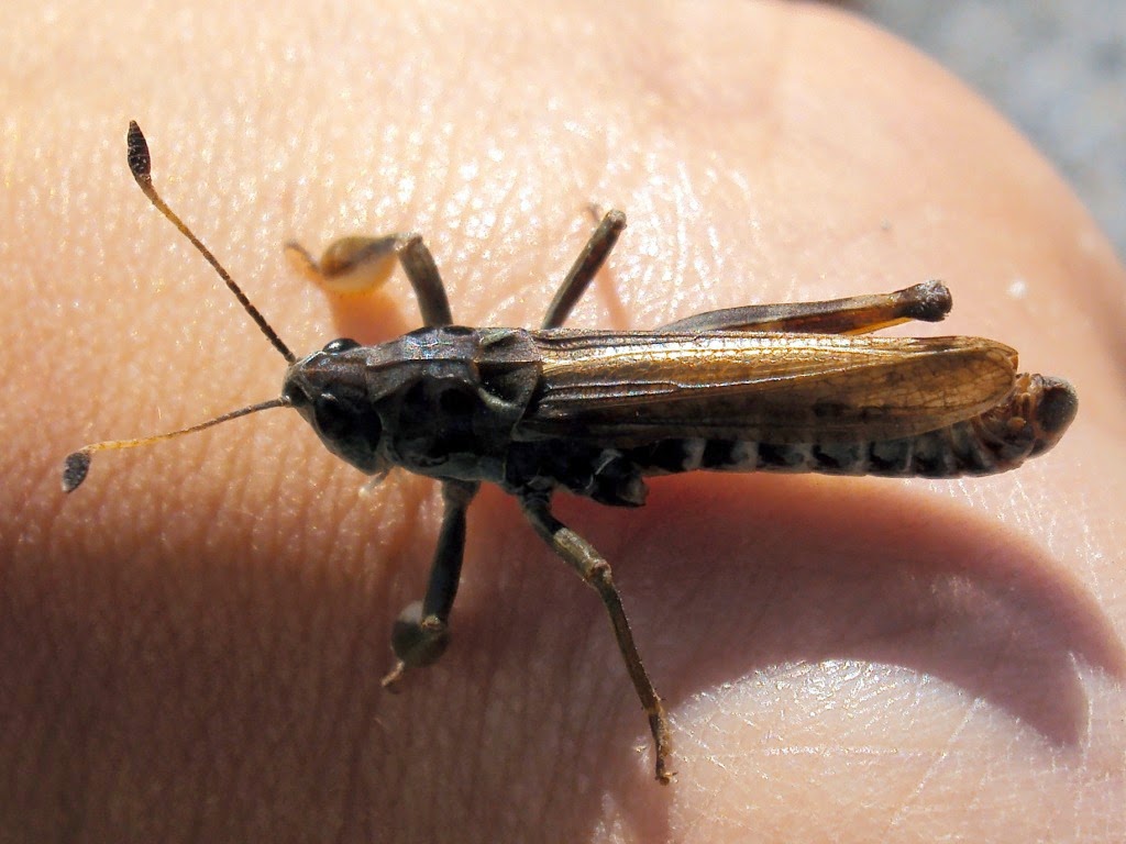 Taxonomía Arthropoda: Clase Insecta Orden Orthoptera