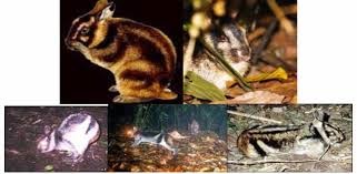 Komisi Perlindungan Satwa Langka Kalimantan Barat: Kelinci Sumatera