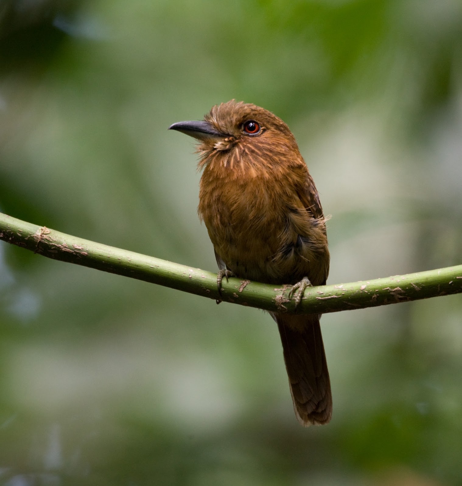 Garden Birds and other sightings...: La Selva - full day