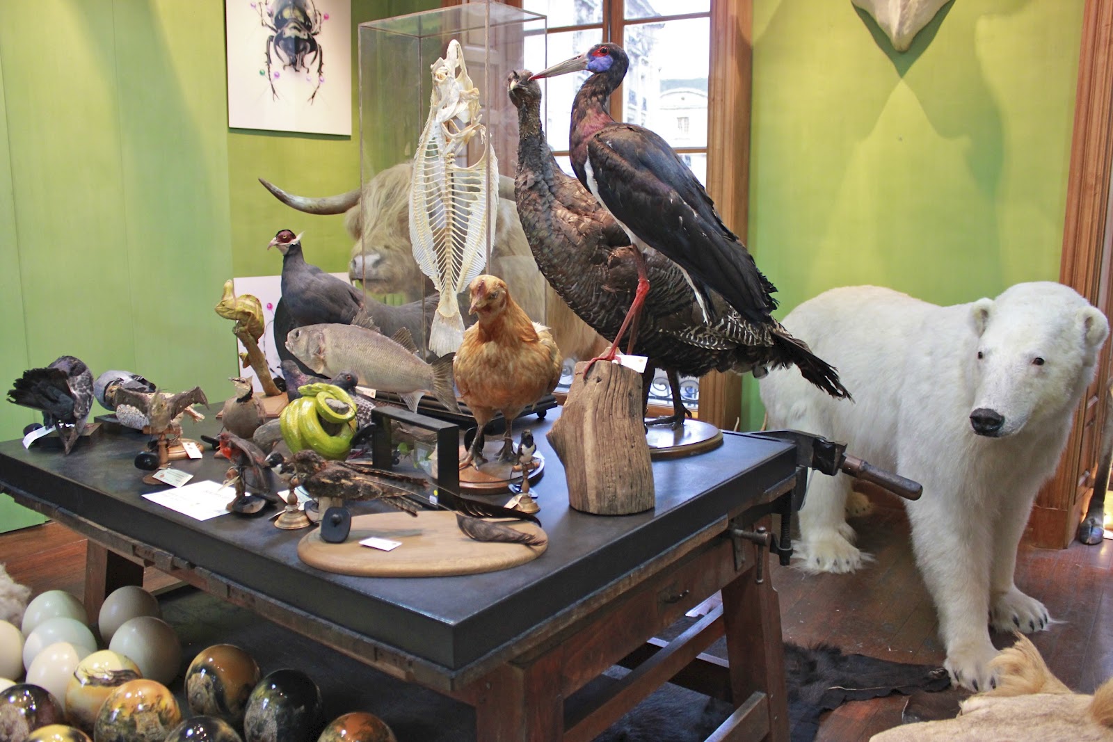 Eclectic Discoveries: Deyrolle - A Taxidermist's dream shop in Paris
