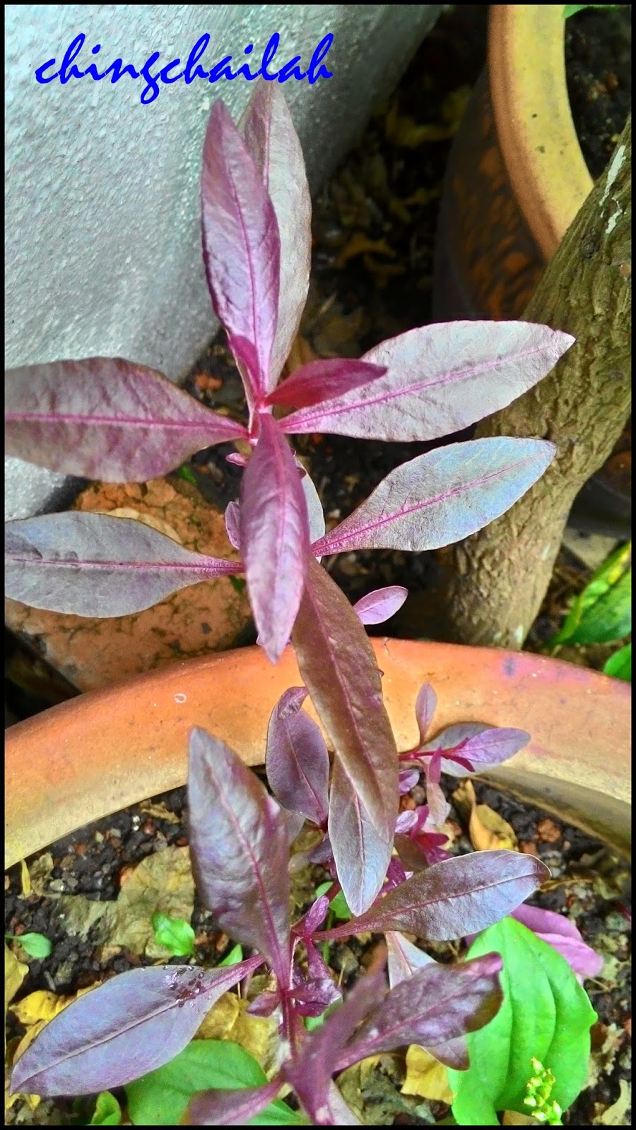 Simple Living In Nancy: Growing Red Dwarf Copperleaf Or Red Sessile Joyweed