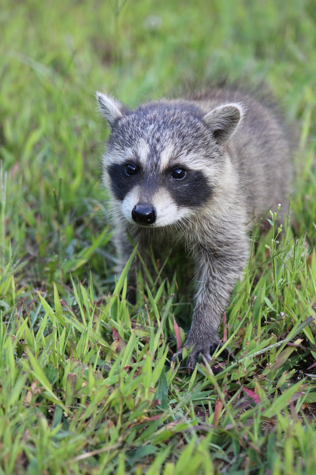 The Laughing Raccoon: Baby season still going strong!