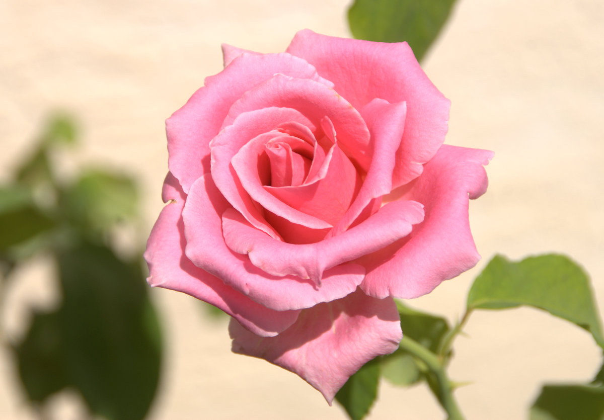 Organic Garden Dreams: September Roses