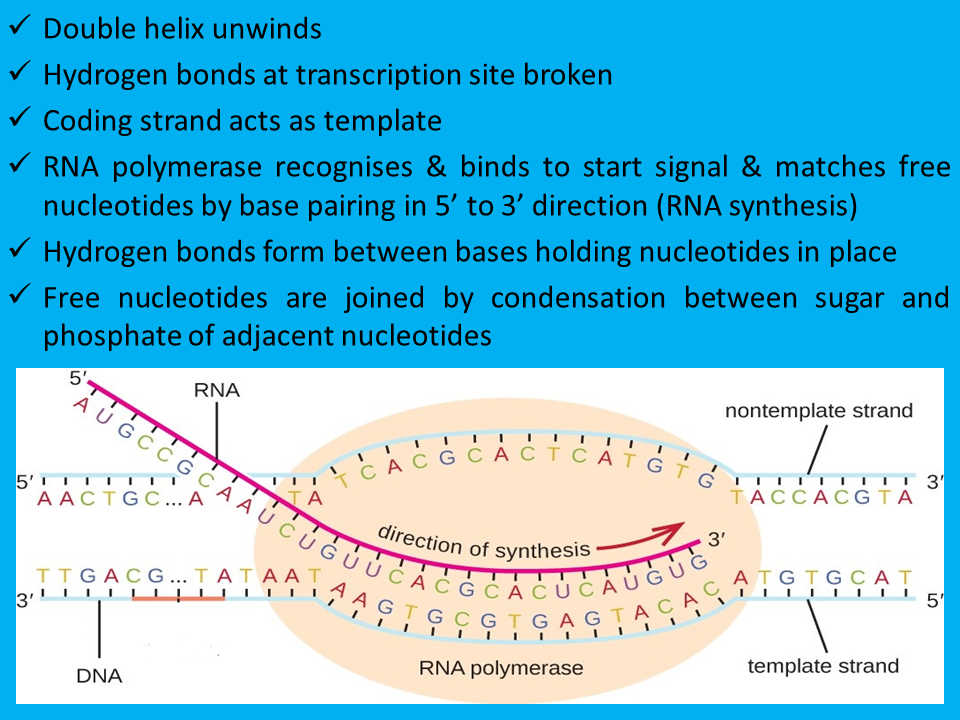 Grade 12: SEMESTER 2 - Chapter 1 - NUCLEIC ACIDS & PROTEIN SYNTHESIS