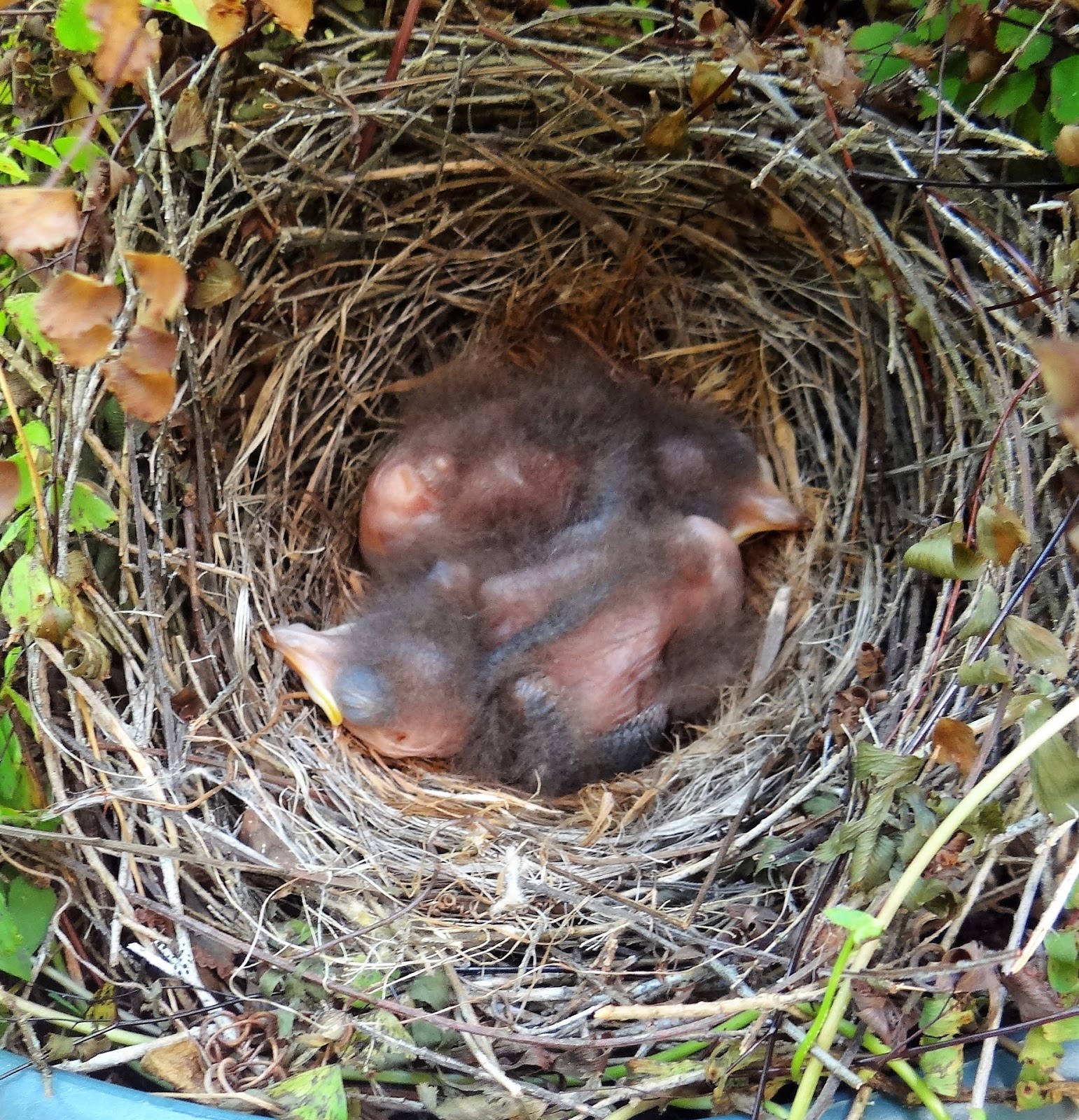 sunshinecoastbirds: Nestling Musings: Do Australian Bushbirds Commit ...