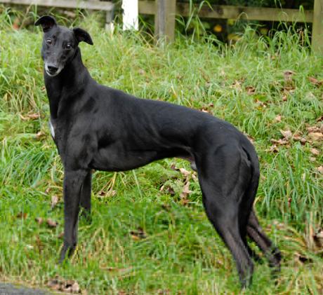 Dog Colours and Their Genes: What is Colour? (Explaining Melanin)