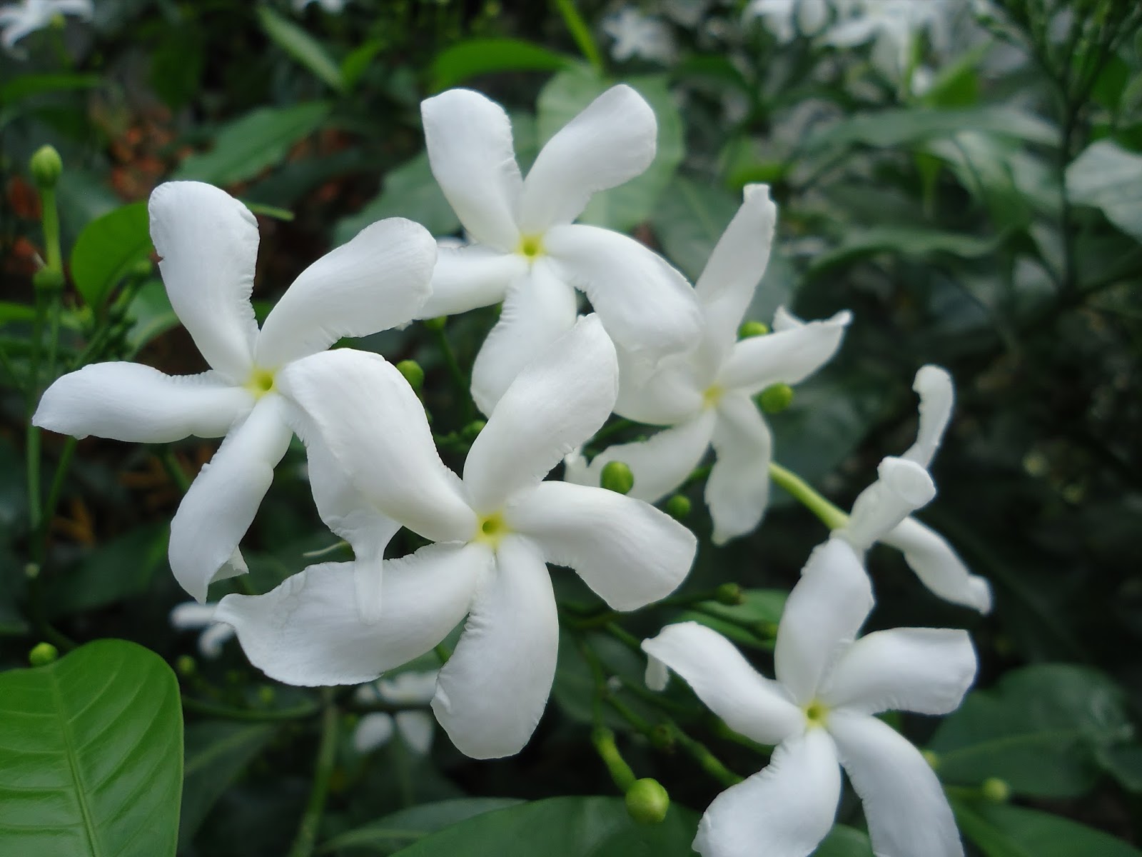 Gambar Bunga Melati Indah dan Wangi | Kumpulan Gambar