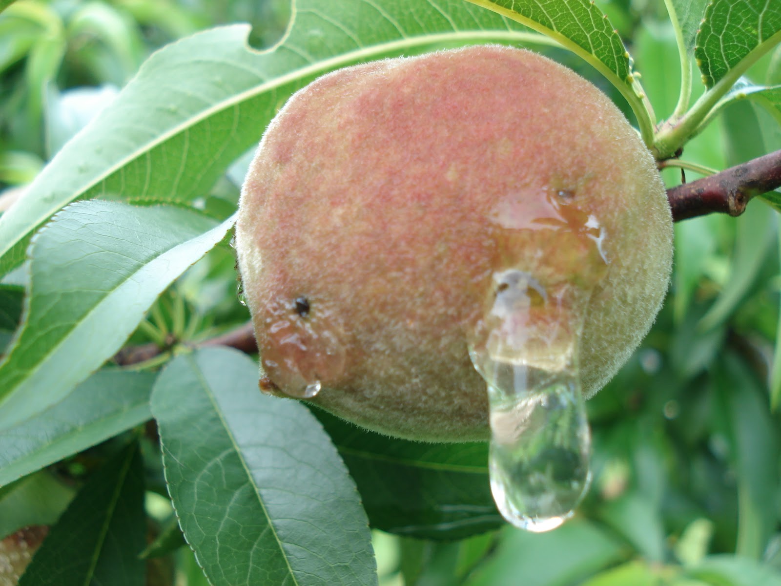 From the Cupboard: Our "Lil" Peach Tree--Part 5