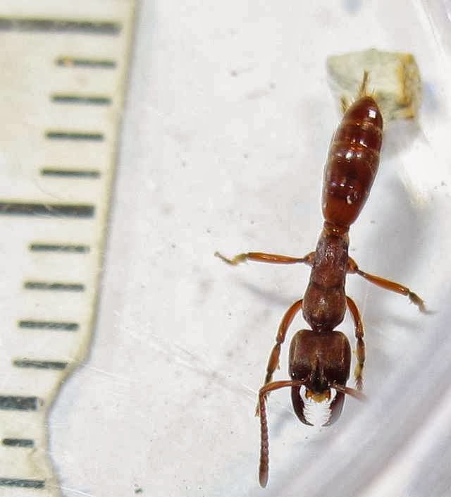 Photos and Info on Ants and Termites of Malaysia: Buniapone amblyops