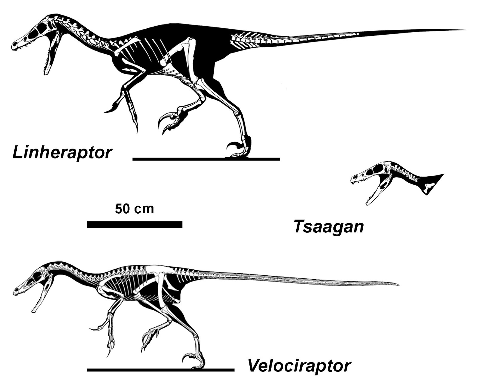 Linheraptor