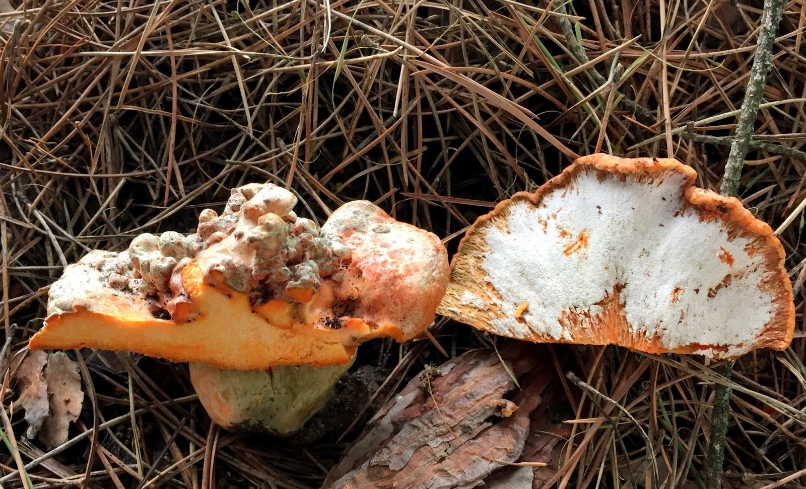 Setas Extremadura : Hypomyces Lateritius