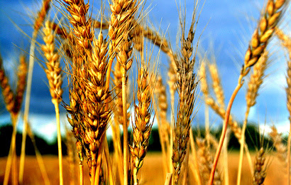 ANALISIS KOMODITI GANDUM DALAM INDUSTRI ROTI SEBAGAI DIVERSIVIKASI ...