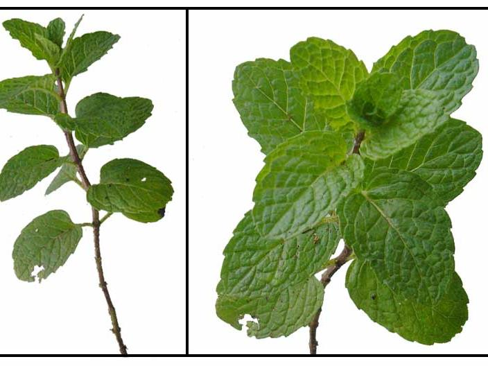 Herbal Plant News: Yerba Buena - Mentha cordifolia