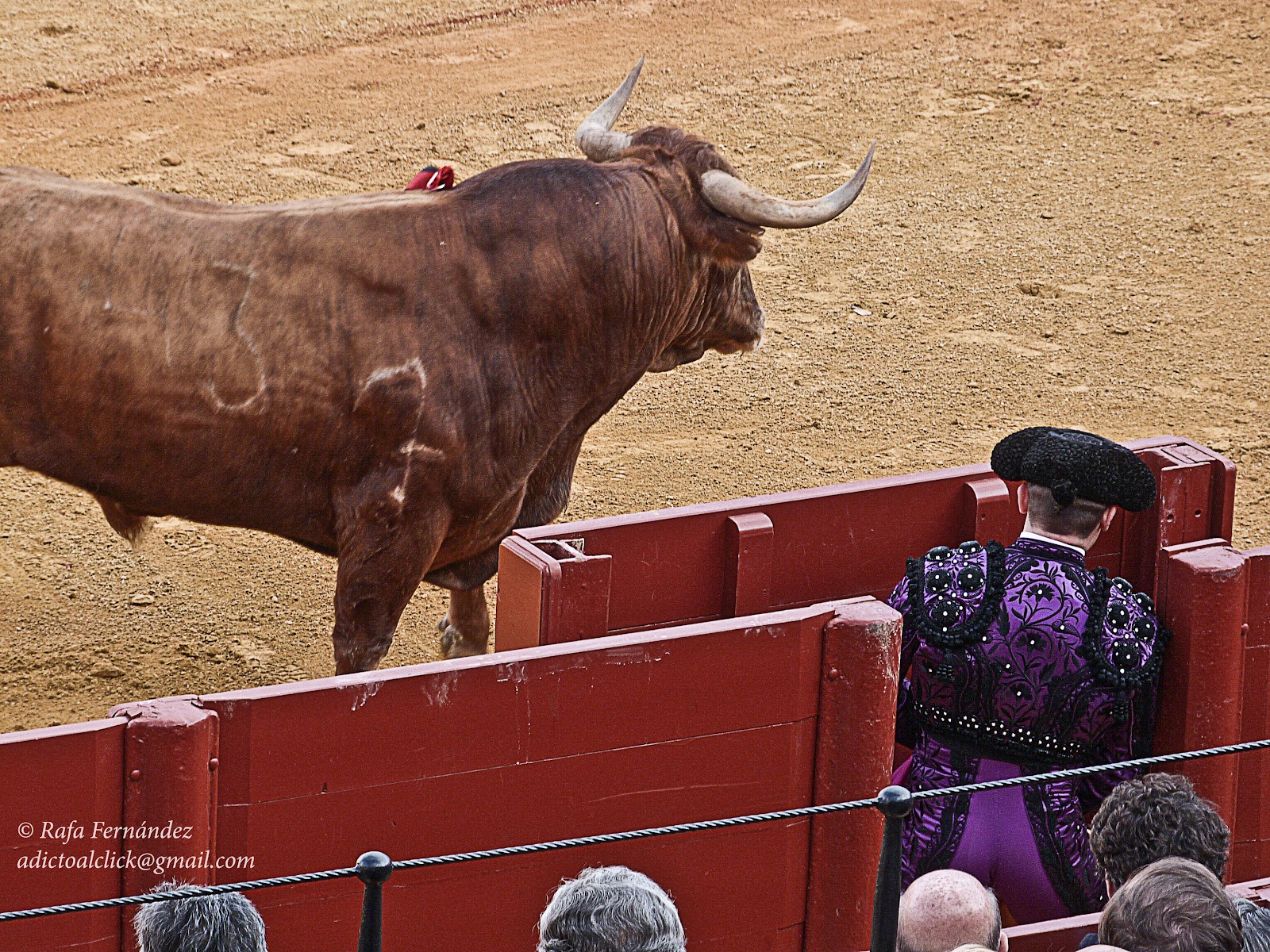 FOTOGRAFIA RF: CORRIDAS DE TOROS