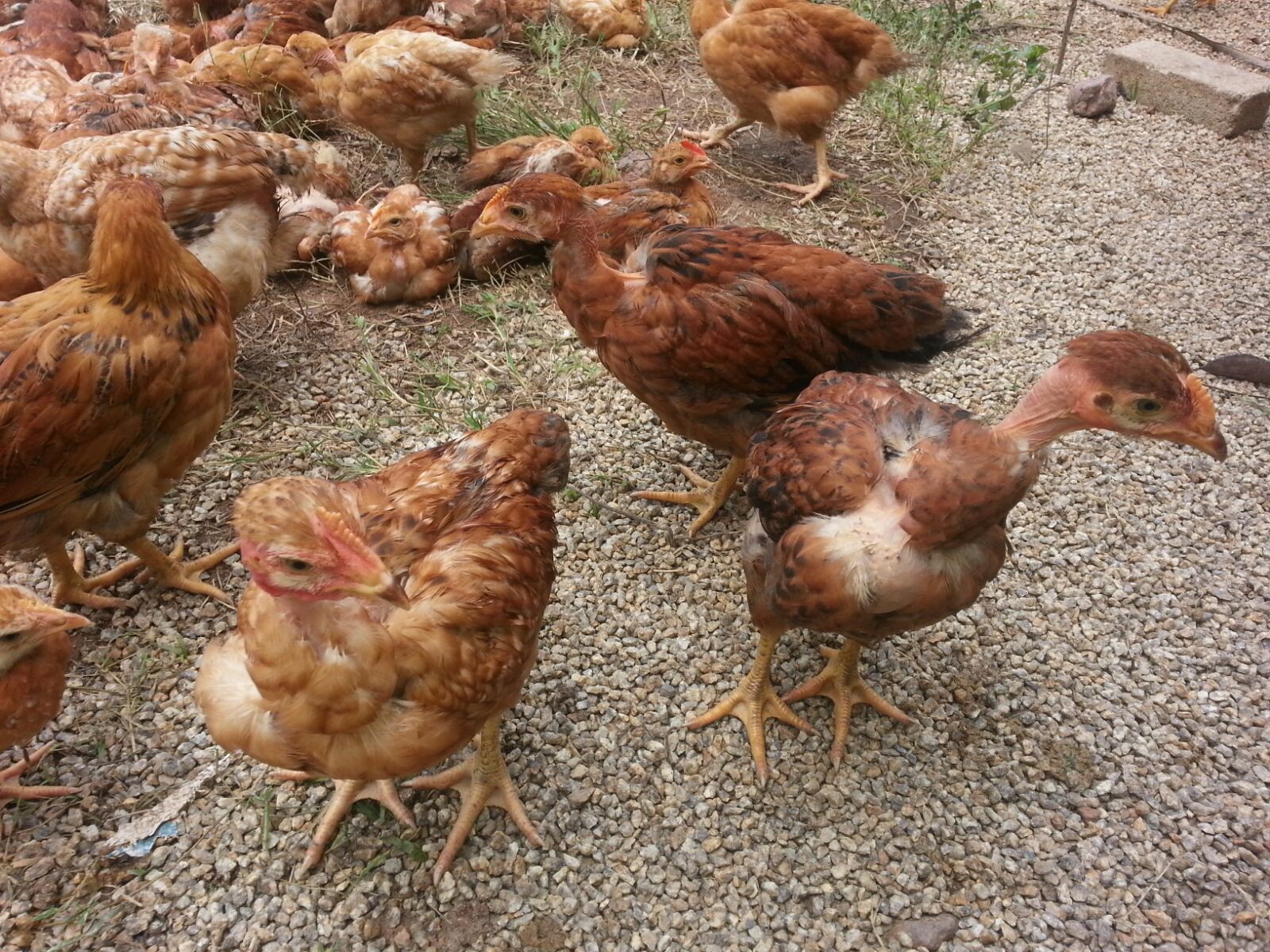 Ayam Botak,Ayam Kampung Dan Ayam Organik Untuk Dijual
