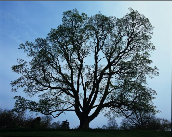 City & Guilds Photography Chris Level 2: Research - Theme One - Archie ...