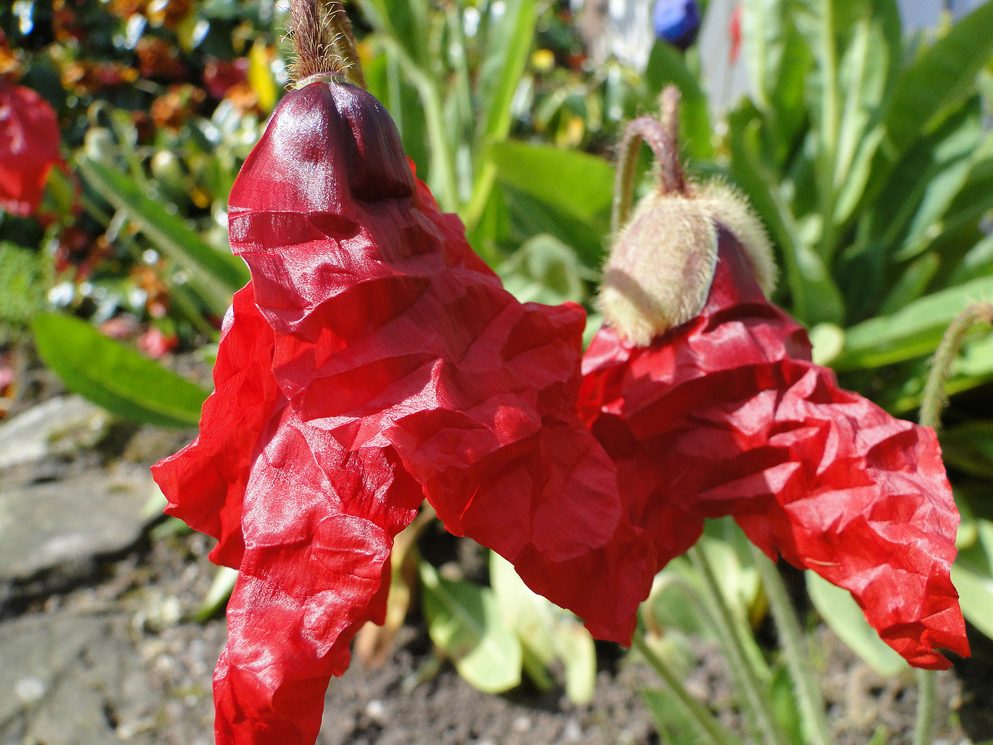 Meconopsis World - A Visual Reference: Red / Mauve Drooping Flowers