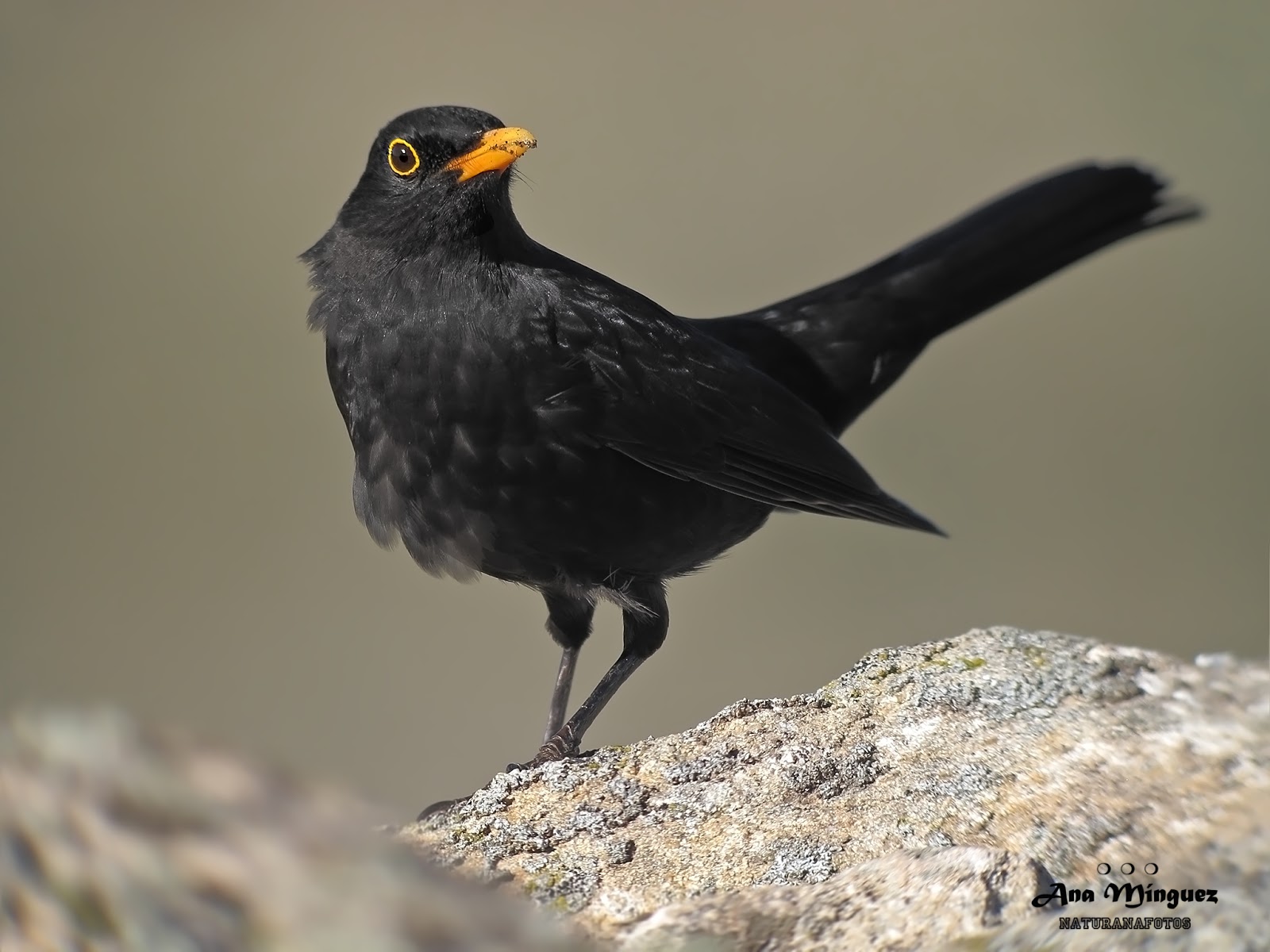 NATURANAFOTOS: Mirlos y Mirlas