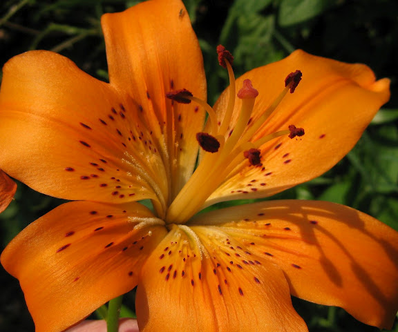 Decoratiuni Gradina, design gradina - blog: Flori de gradina ...