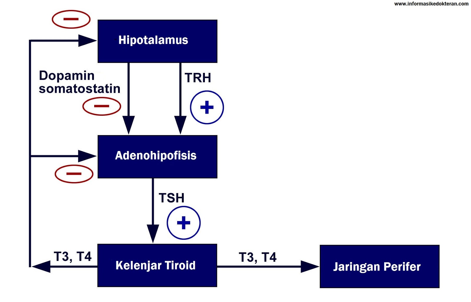 Hipertiroidisme ~ Informasi Kedokteran Dan Kesehatan