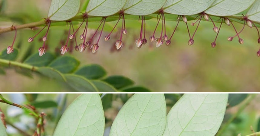 Species New to Science: [Botany • 2018] Phyllanthus rufuschaneyi ...