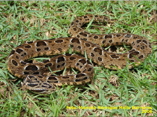 Biólogo na Rede: Répteis da Caatinga