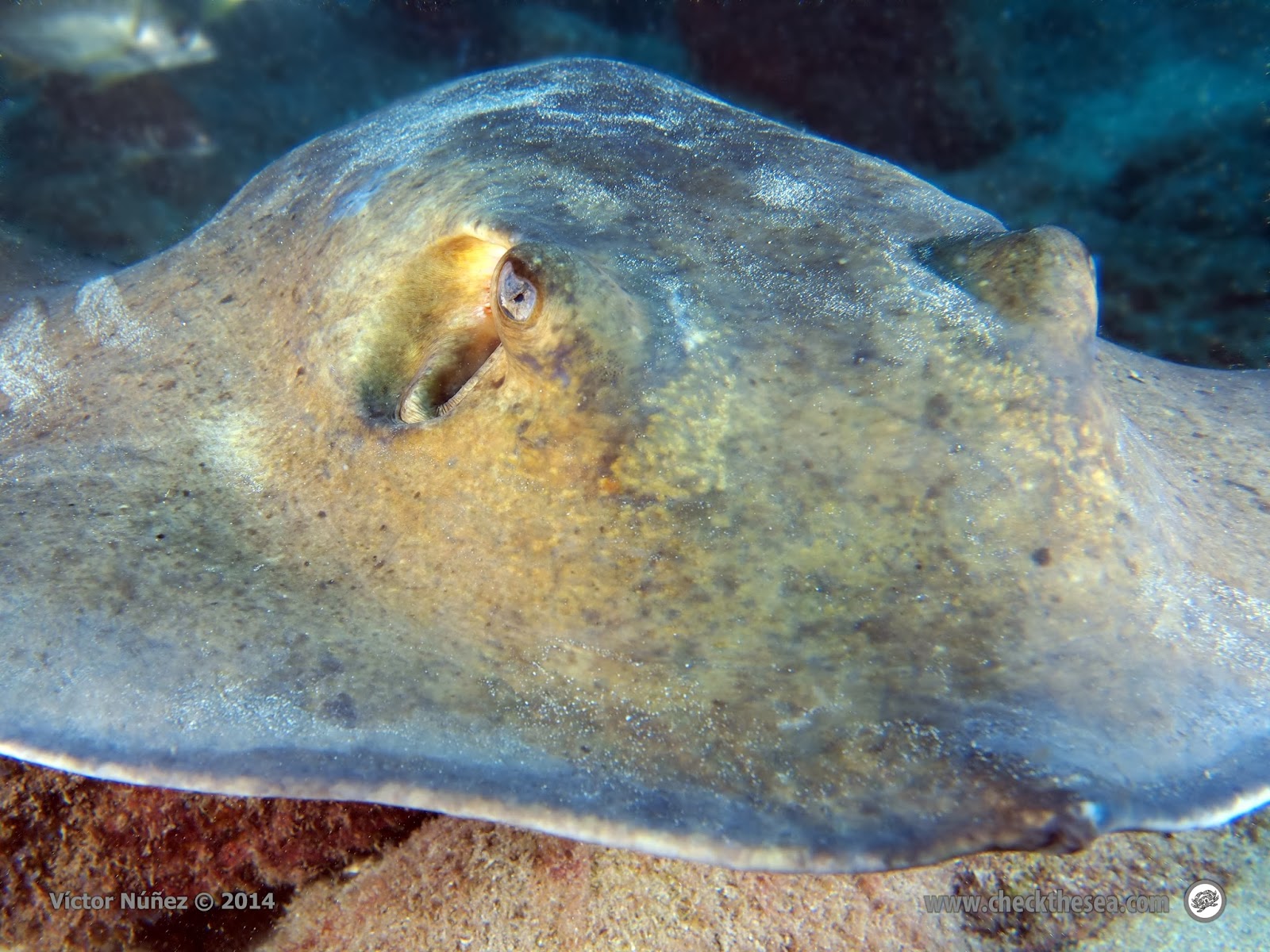 Check the Sea. Web de buceo y fotografía submarina de las Islas ...