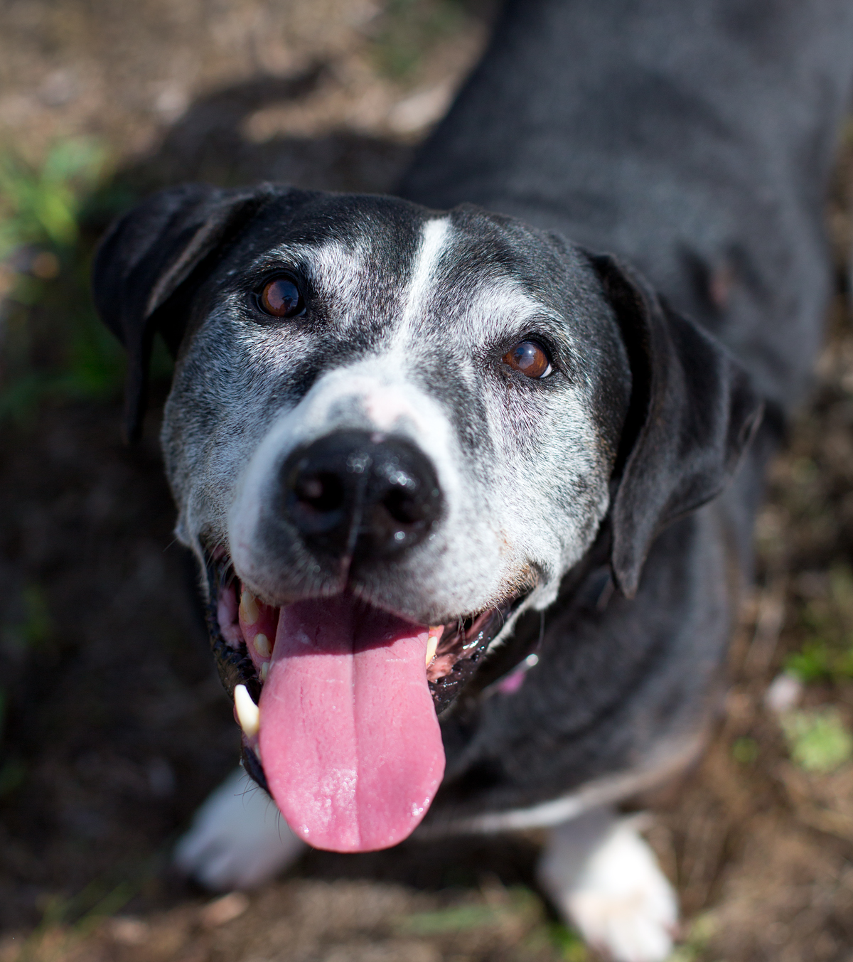 Shelter Dogs of Portland: "CHUBBS" delightful Bassett Hound mix