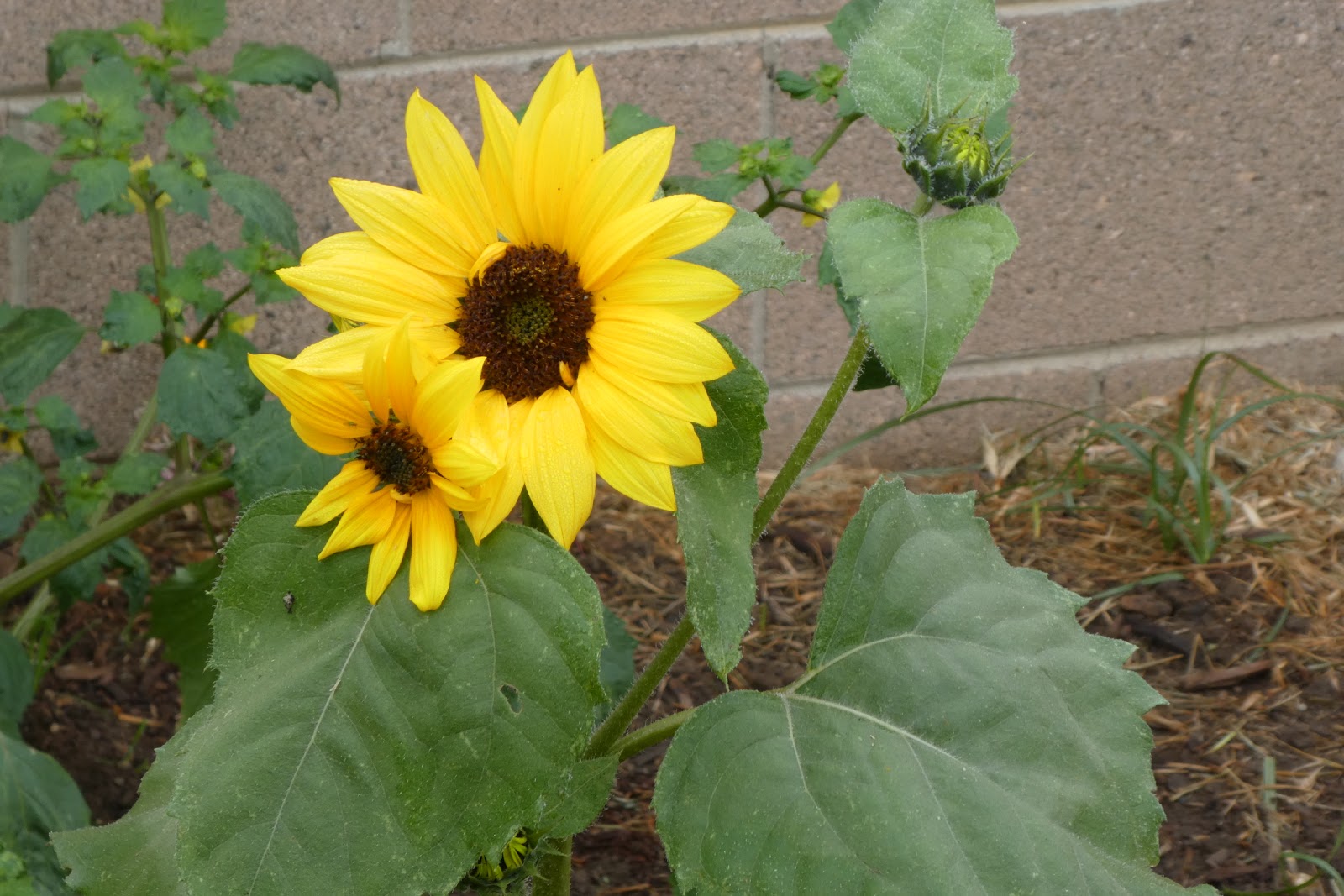 Why I Love To Garden: Elves Blend Sunflower