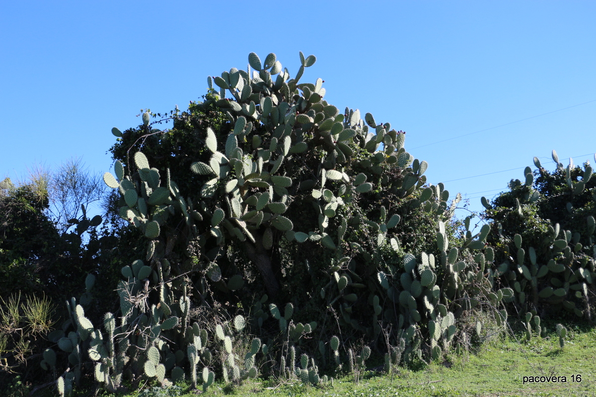 CH´USAY: Opuntia megacantha