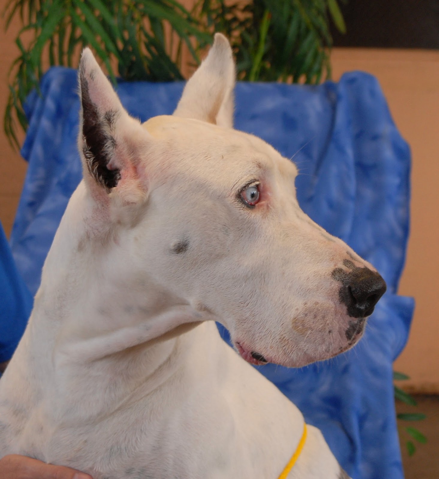Cuba, a 160-pound, blue-eyed Great Dane for adoption.