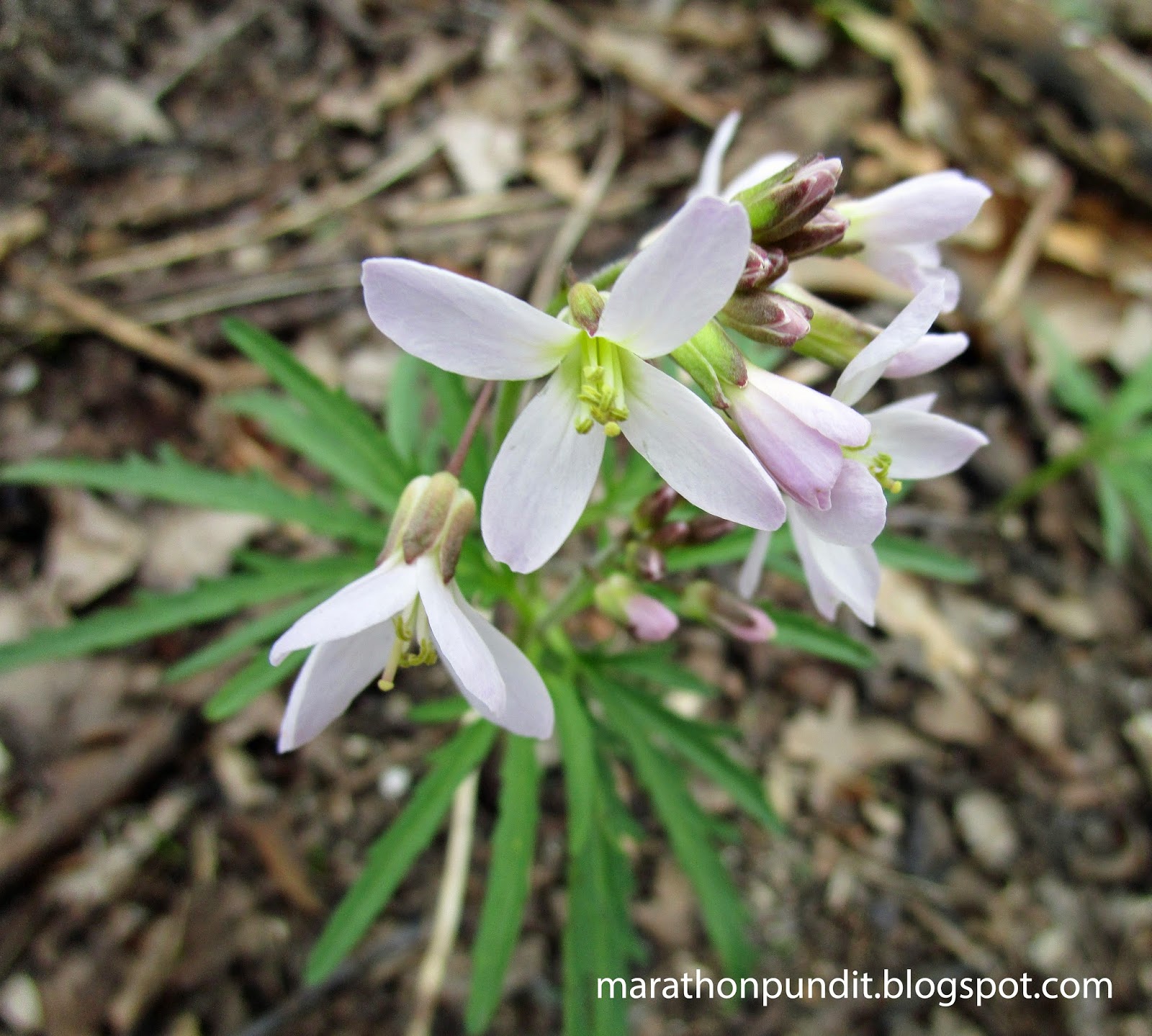 Marathon Pundit: (Photos) Cutleaf toothwort