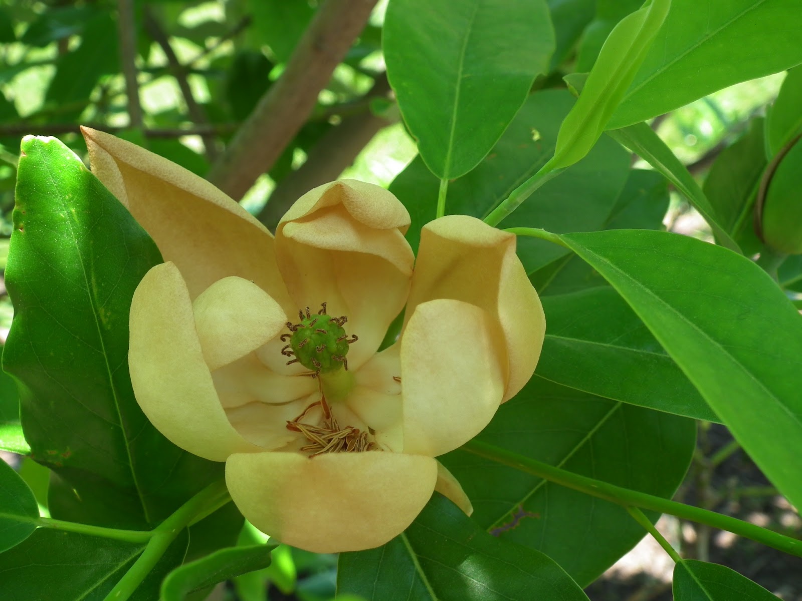 FREDERICK COUNTY MG DEMONSTRATION GARDEN: MAY 19 2012