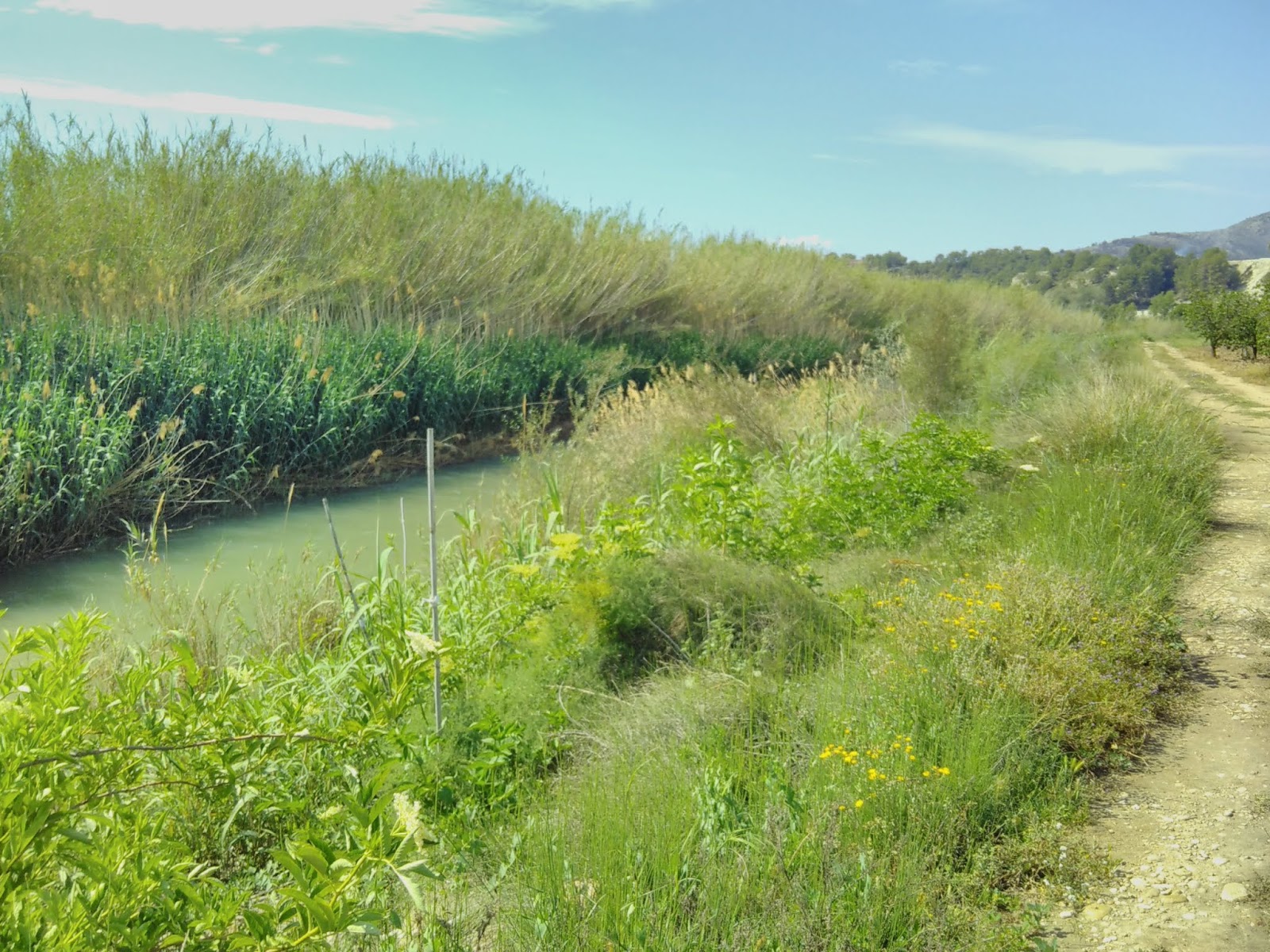 Jóvenes Investigadores AIL: Plants to restore river health
