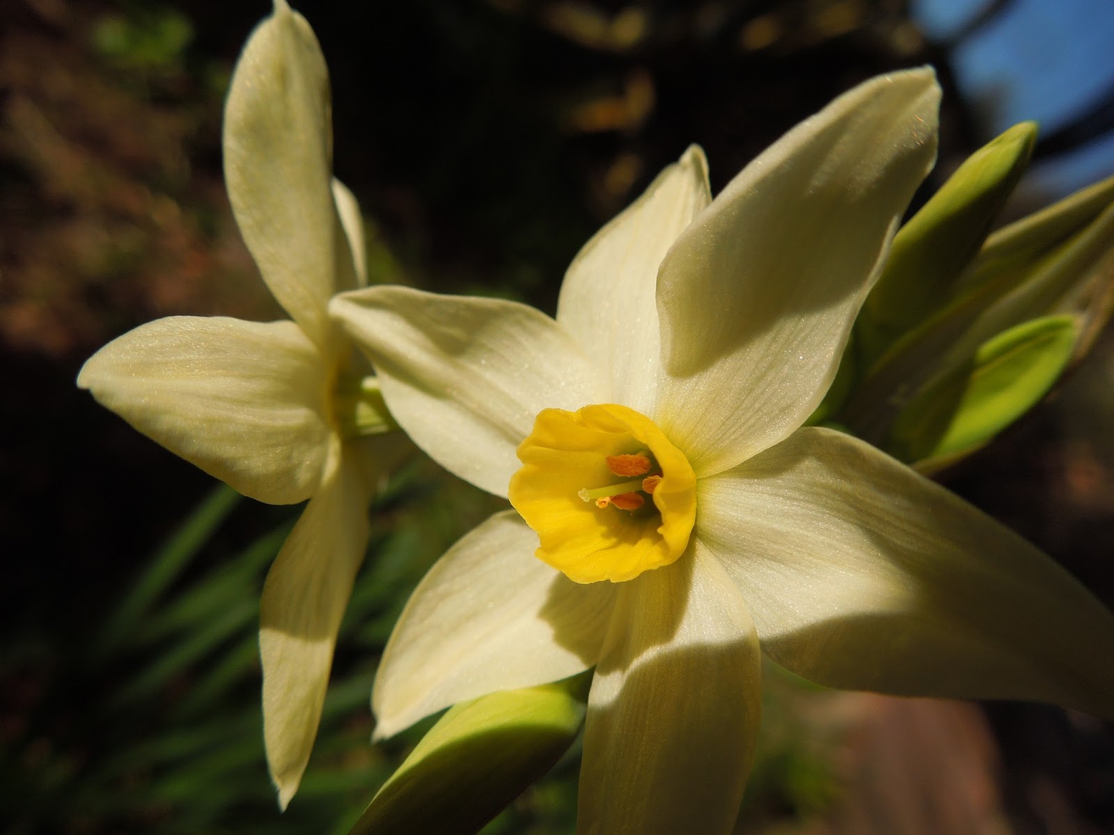 La leyenda del NARCISO - BOTÀNIC SERRAT