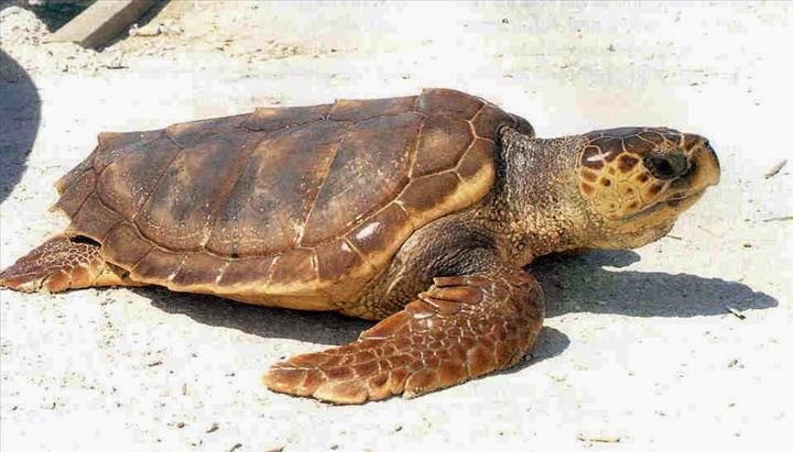 La Caguama Blanca: From leaning into curves to a box on wheels