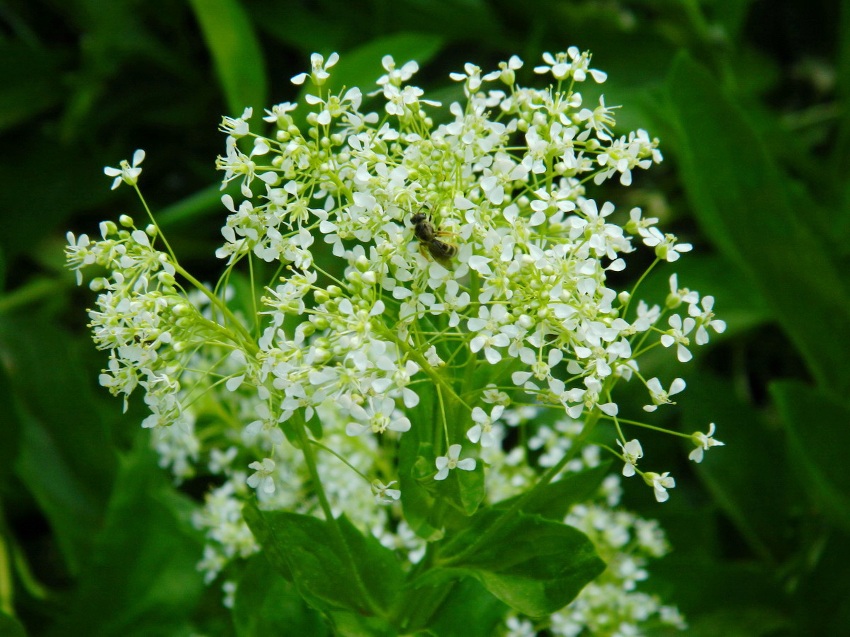 LA MULTI ANI, ROMANIA!: Flori albe de camp