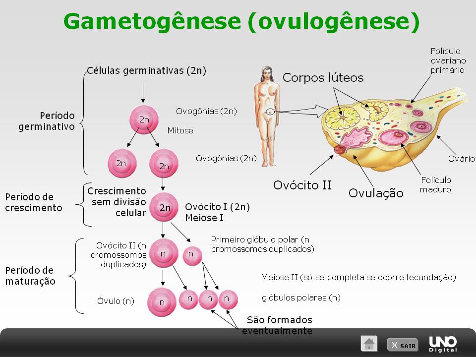 Educação + Direito é =...: Gametogênese